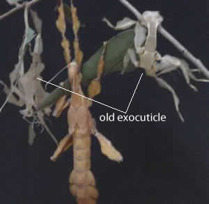 Insect Exoskeleton Armor Insects Worksheet Cold Blooded With An